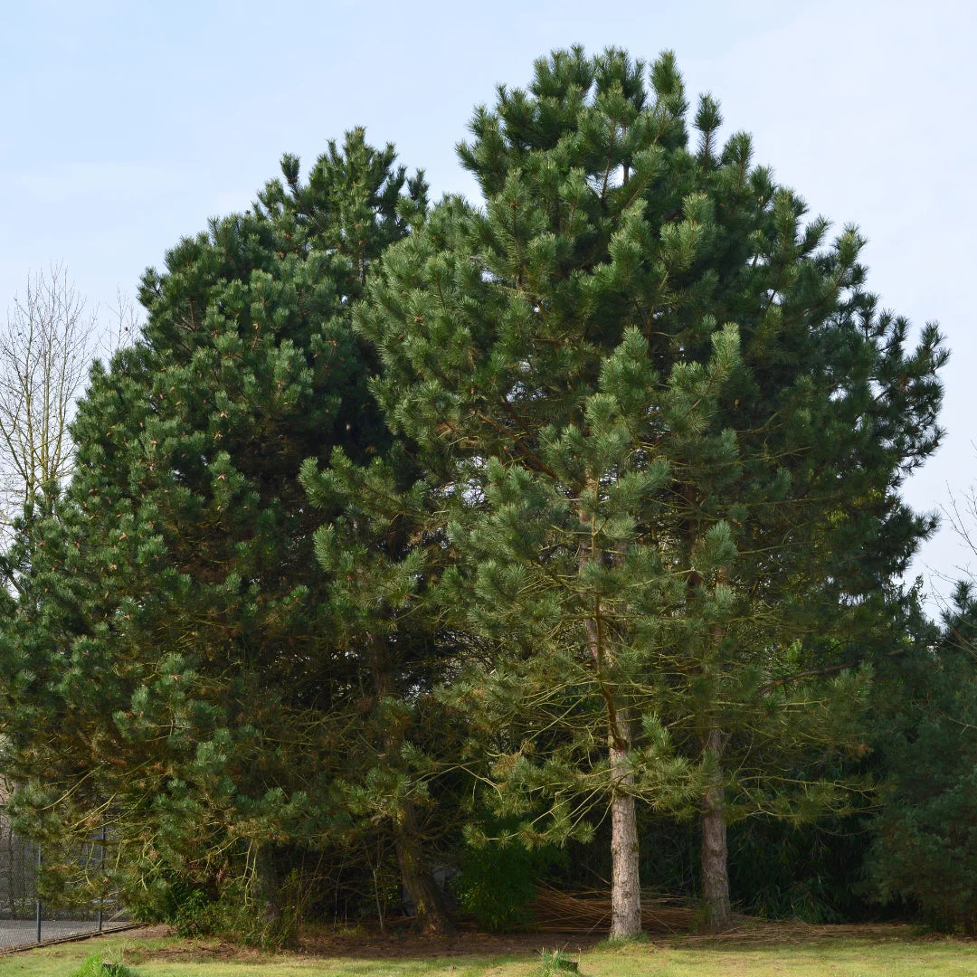 Austrian Pine Tree for Sale | Pinus nigra | Fast-Growing Evergreen ...