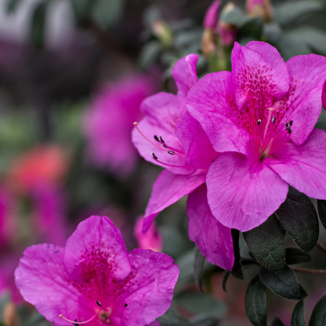 Autumn Royalty® Azalea | Bright Purple Flowering Shrub – Simply Trees
