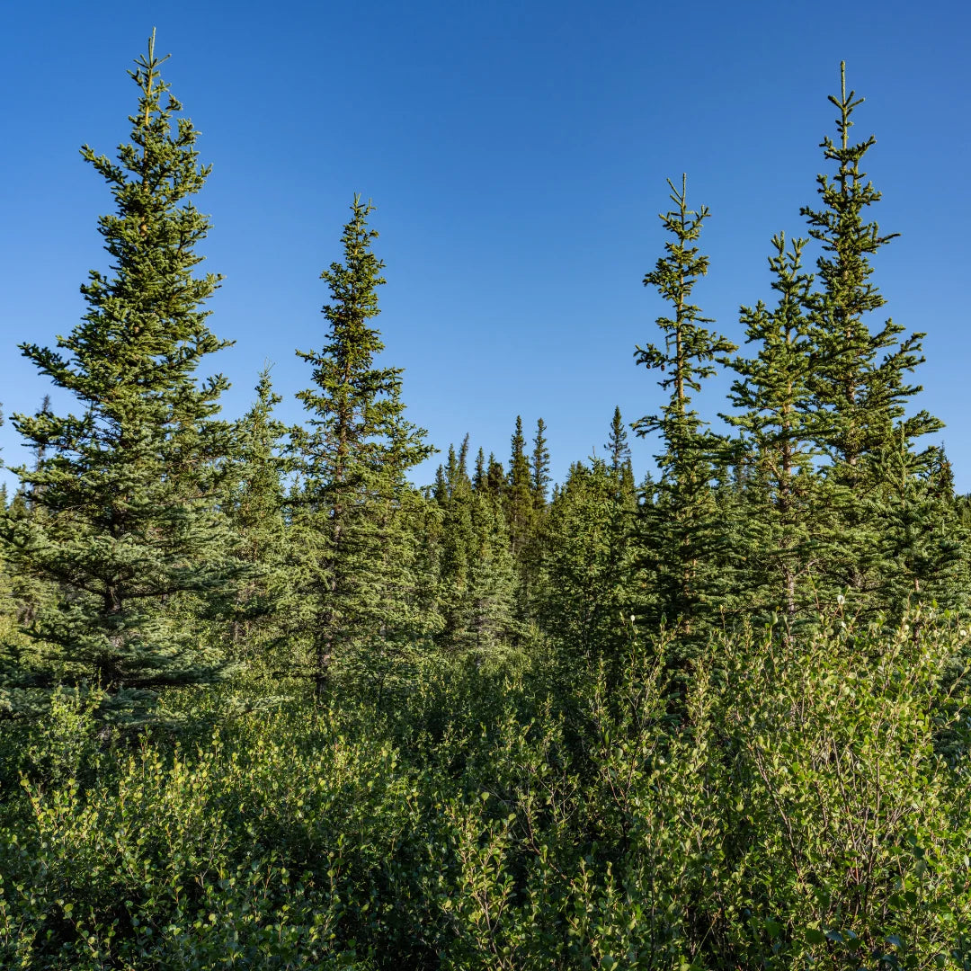 Black Hills Spruce Tree | Cold Hardy Evergreen – Simply Trees