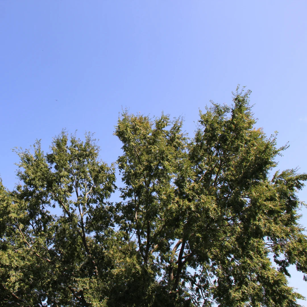 Chinese Elm Tree | Fast Growing Elm Tree – Simply Trees
