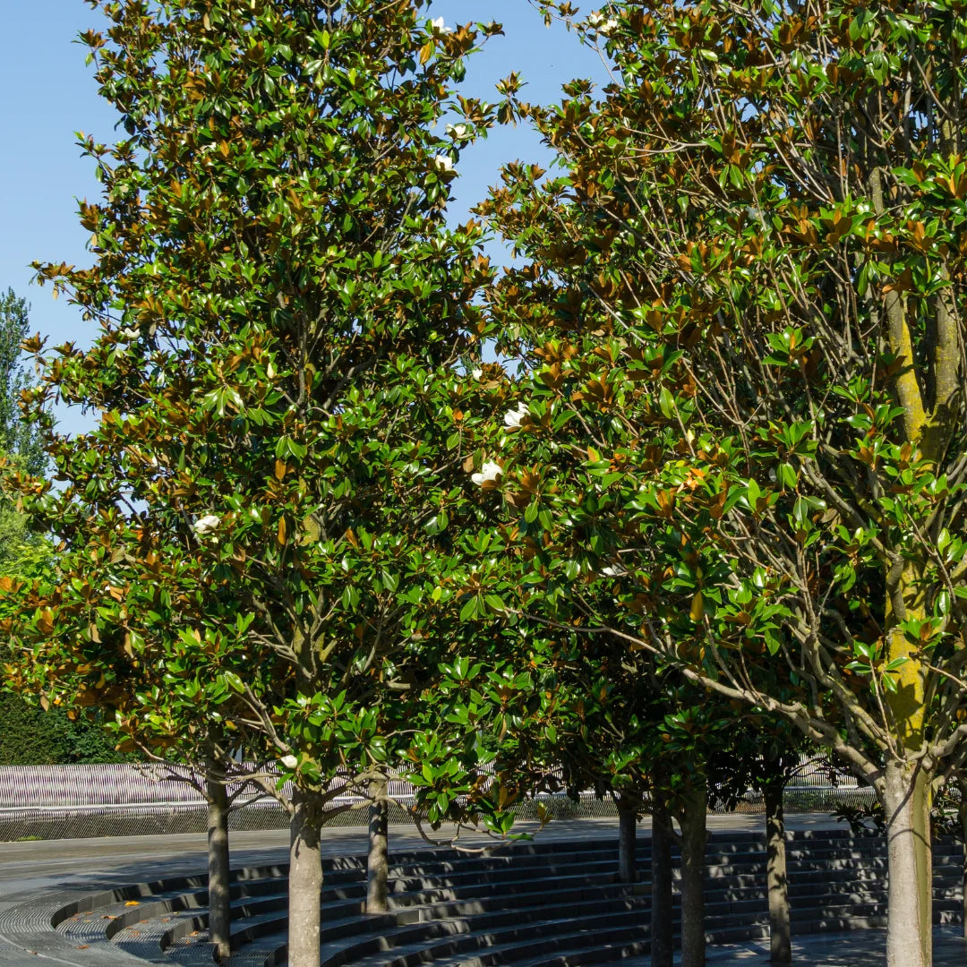Southern Magnolia Grandiflora – Simply Trees