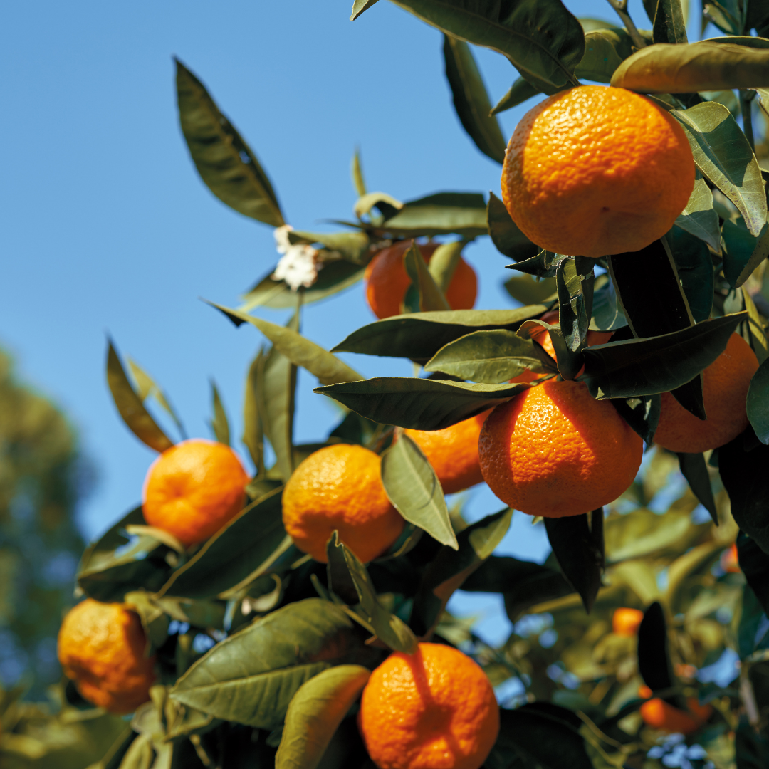 Clementine Mandarin Tree | Sweet, Juicy Seedless Citrus Tree – Simply Trees