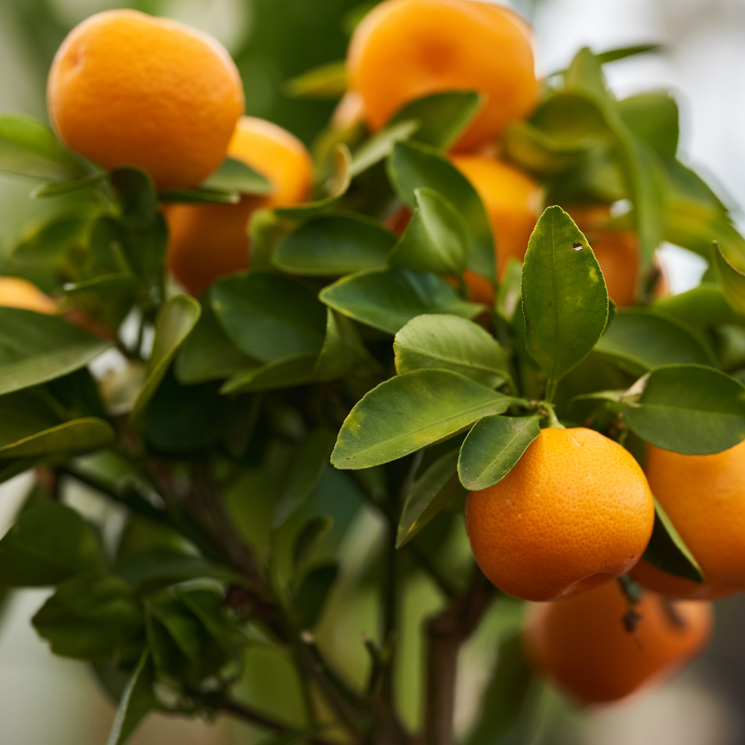 Clementine Mandarin Tree | Sweet, Juicy Seedless Citrus Tree – Simply Trees