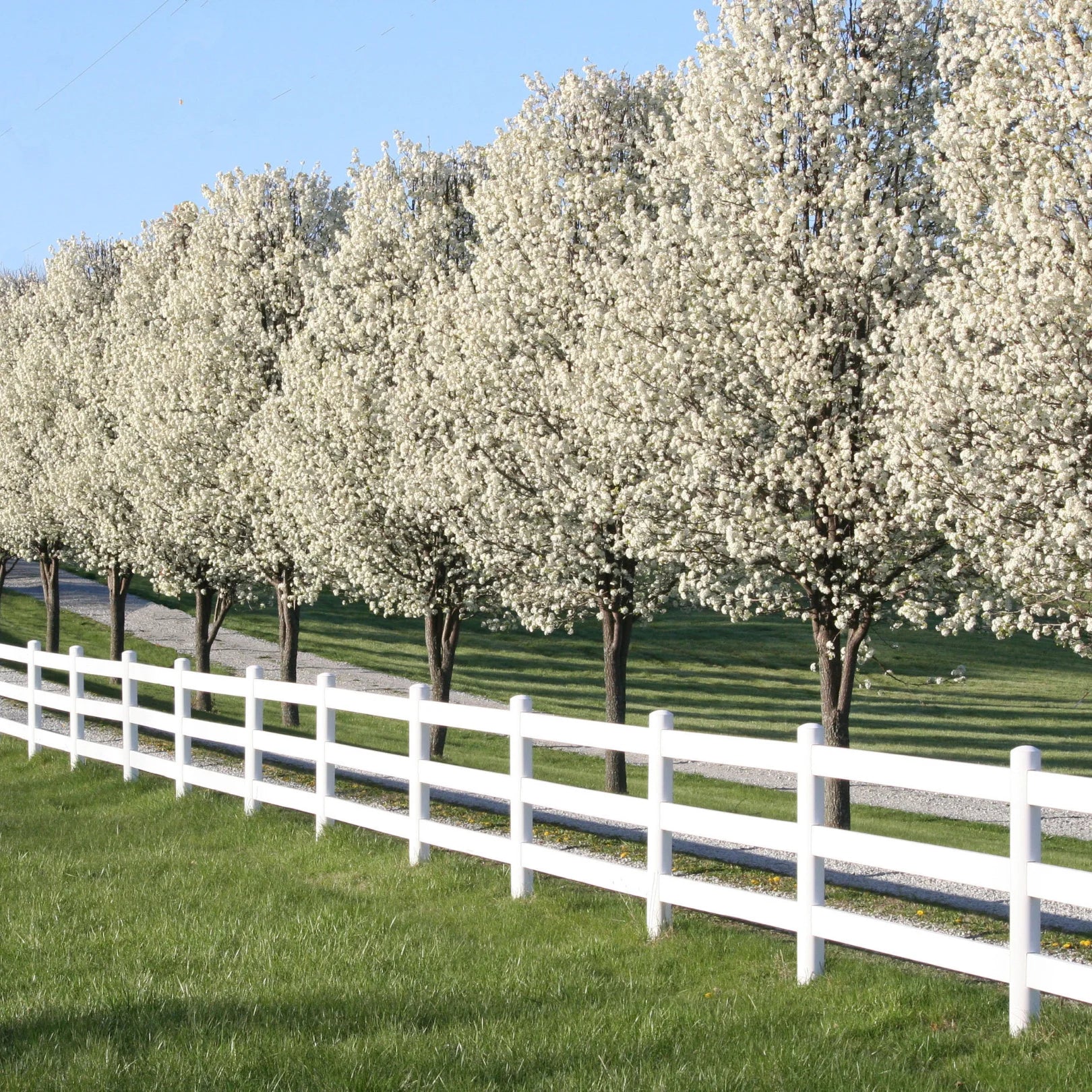 Cleveland Select Pear Tree for Sale – Simply Trees