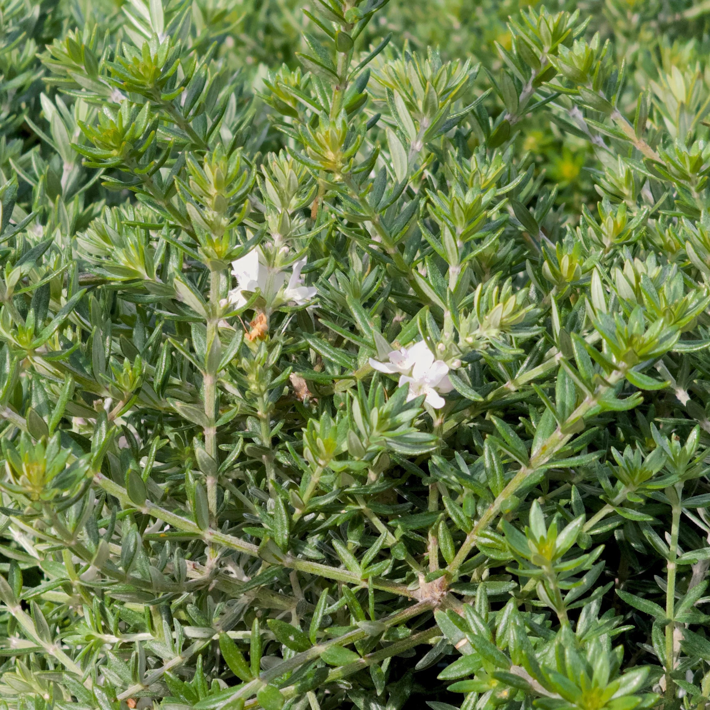 Coast Rosemary | Drought-Tolerant Compact Evergreen Shrub