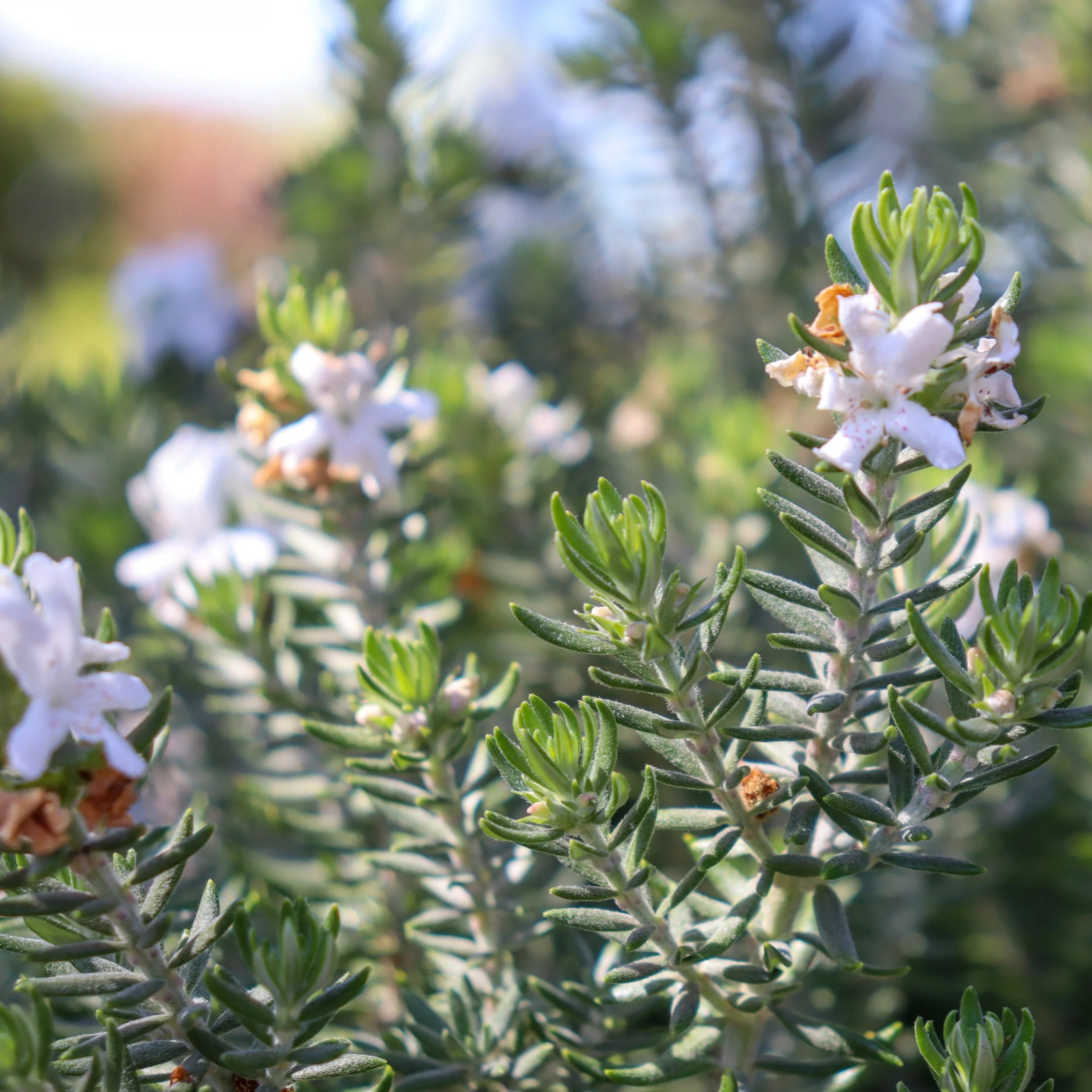 Coast Rosemary | Drought-Tolerant Compact Evergreen Shrub – Simply Trees