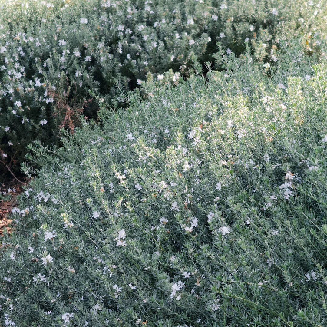 Coast Rosemary | Drought-Tolerant Compact Evergreen Shrub – Simply Trees