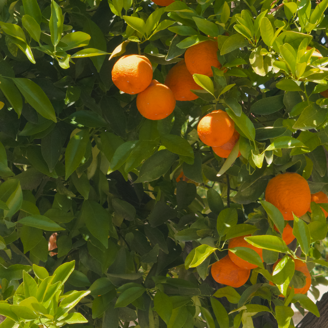 Simply Trees - America's Premier Online Nursery & Garden Center