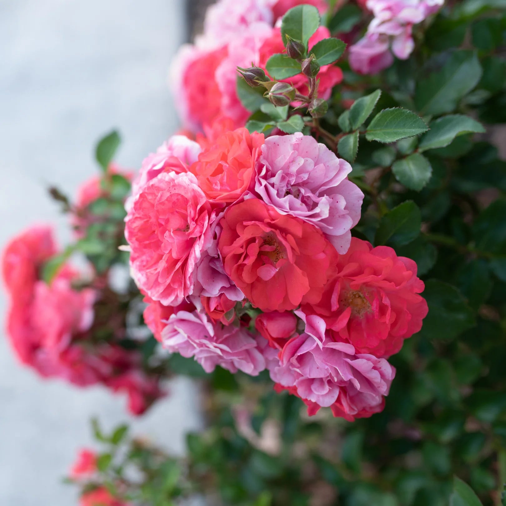 Coral Drift® Rose | Bright Coral Compact Rose Shrub – Simply Trees