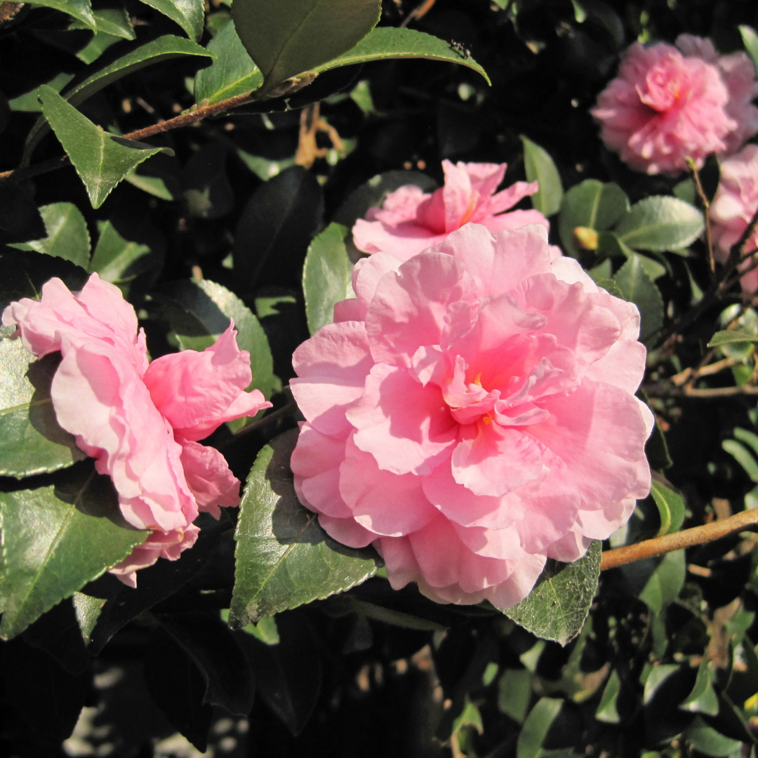 Cotton Candy Camellia | Early-Blooming Pink Camellia for Shade – Simply ...