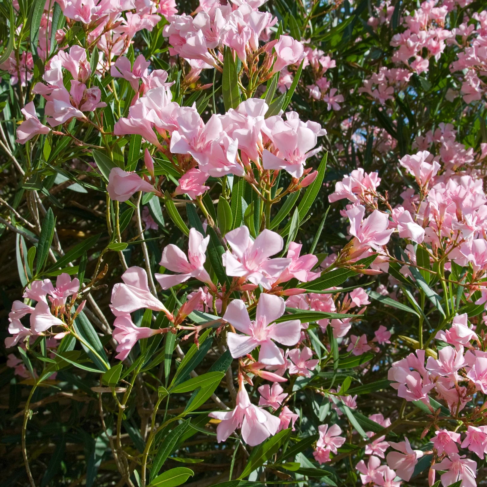 Dwarf Oleander Pink | Low Maintenance Flowering Shrub – Simply Trees