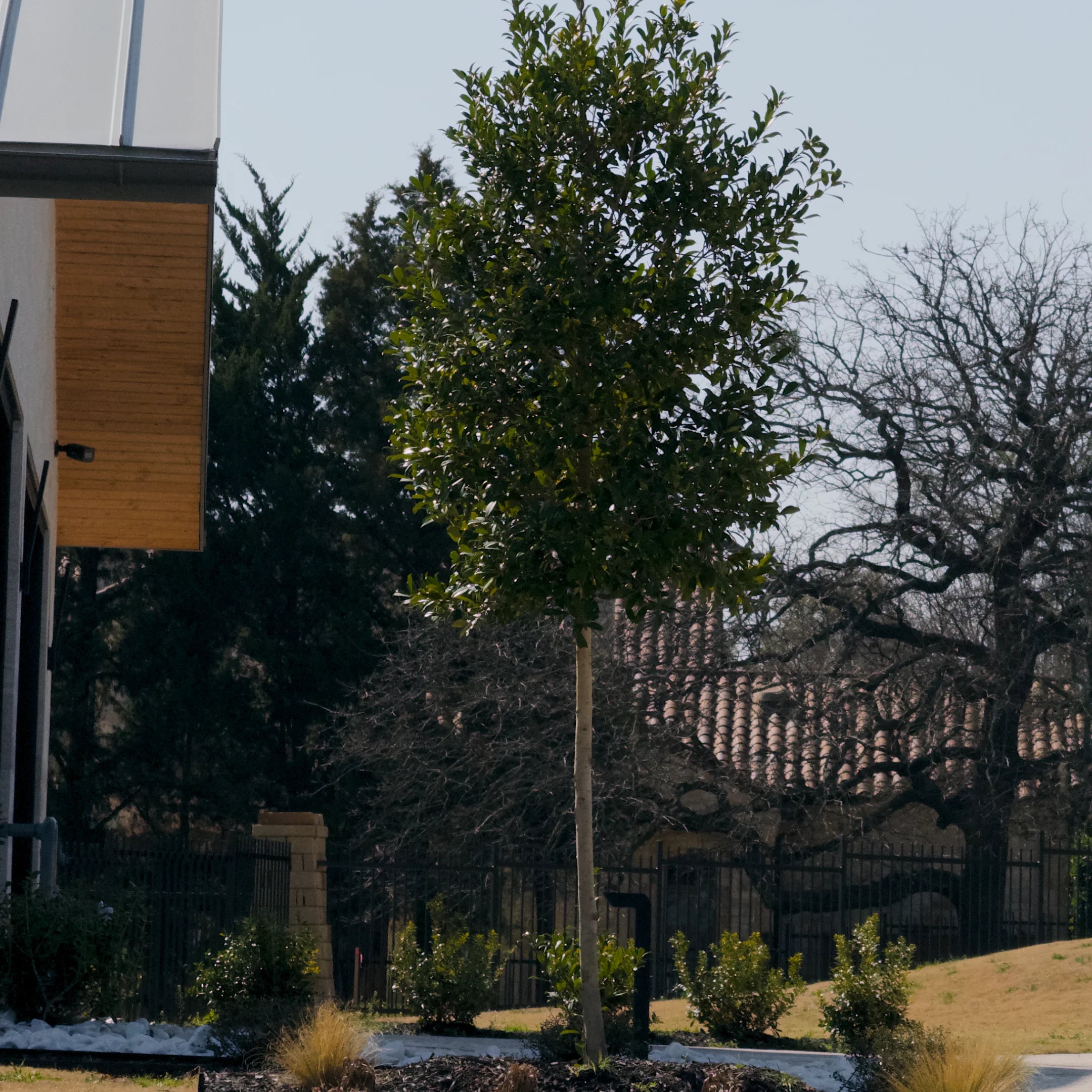 Eagleston Patio Holly | Compact Evergreen Patio Tree with Red Berries ...