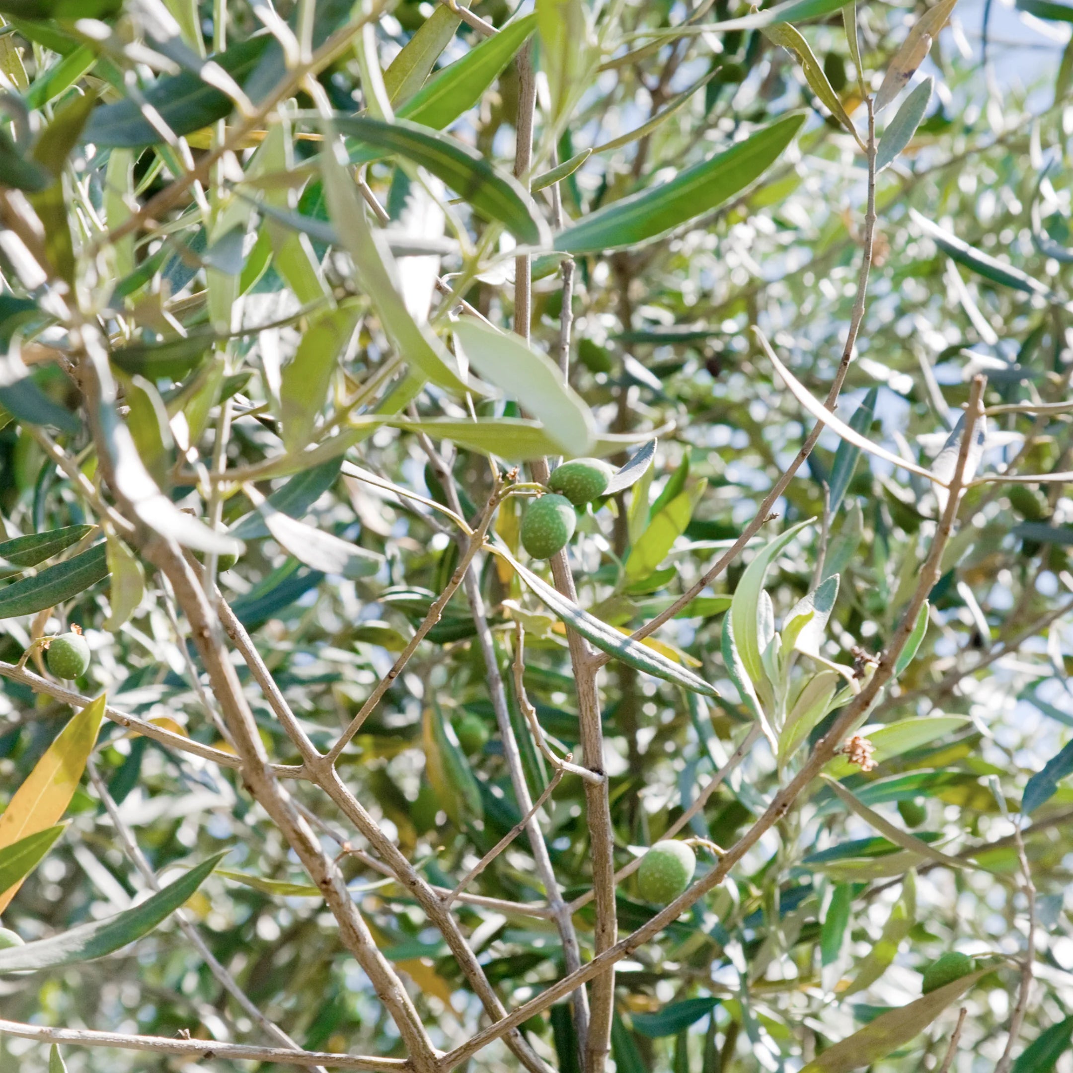European Olive Tree | Hardy & Elegant Olive for Patios and Gardens ...