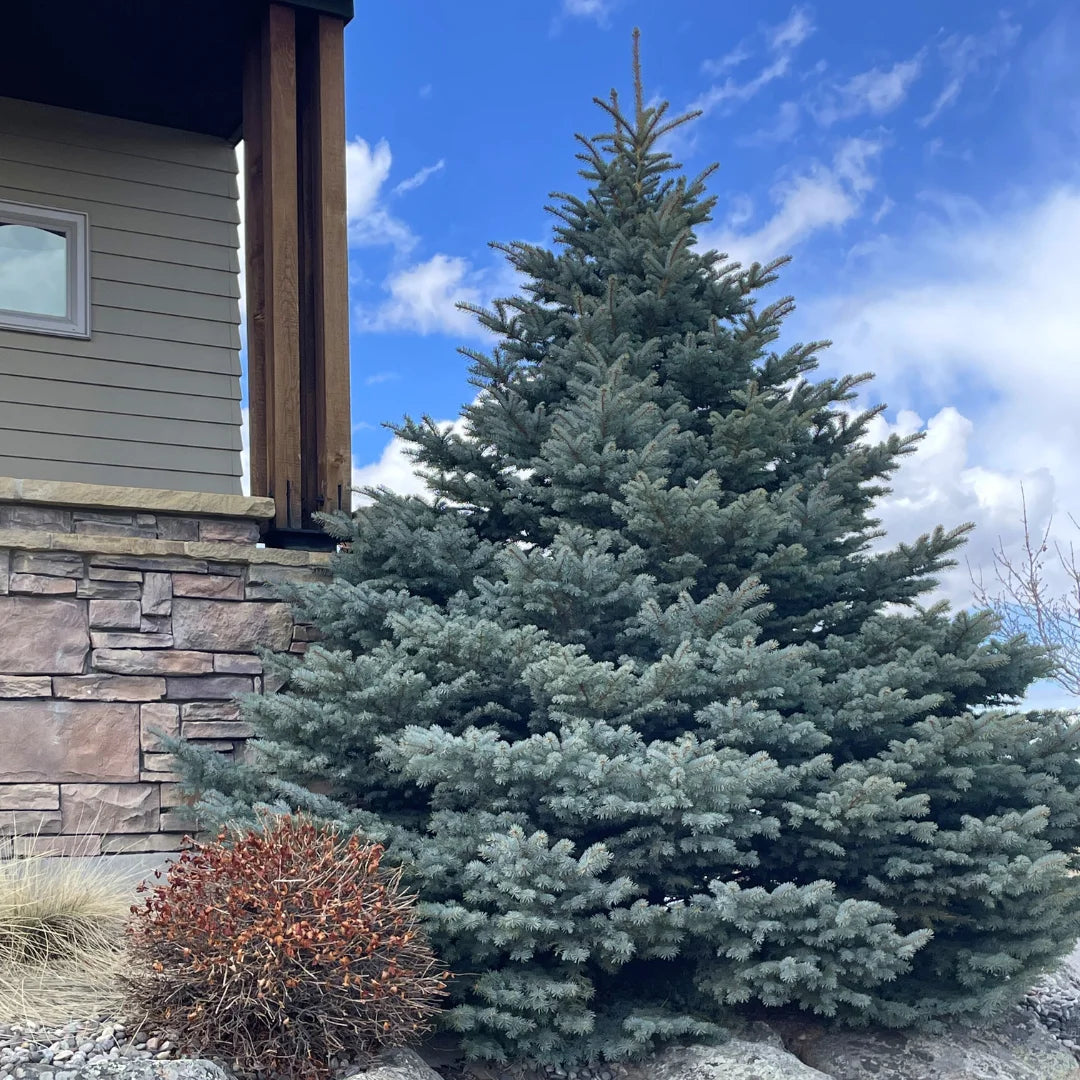 Fat Albert Spruce | Blue Evergreen for Year-Round Color – Simply Trees