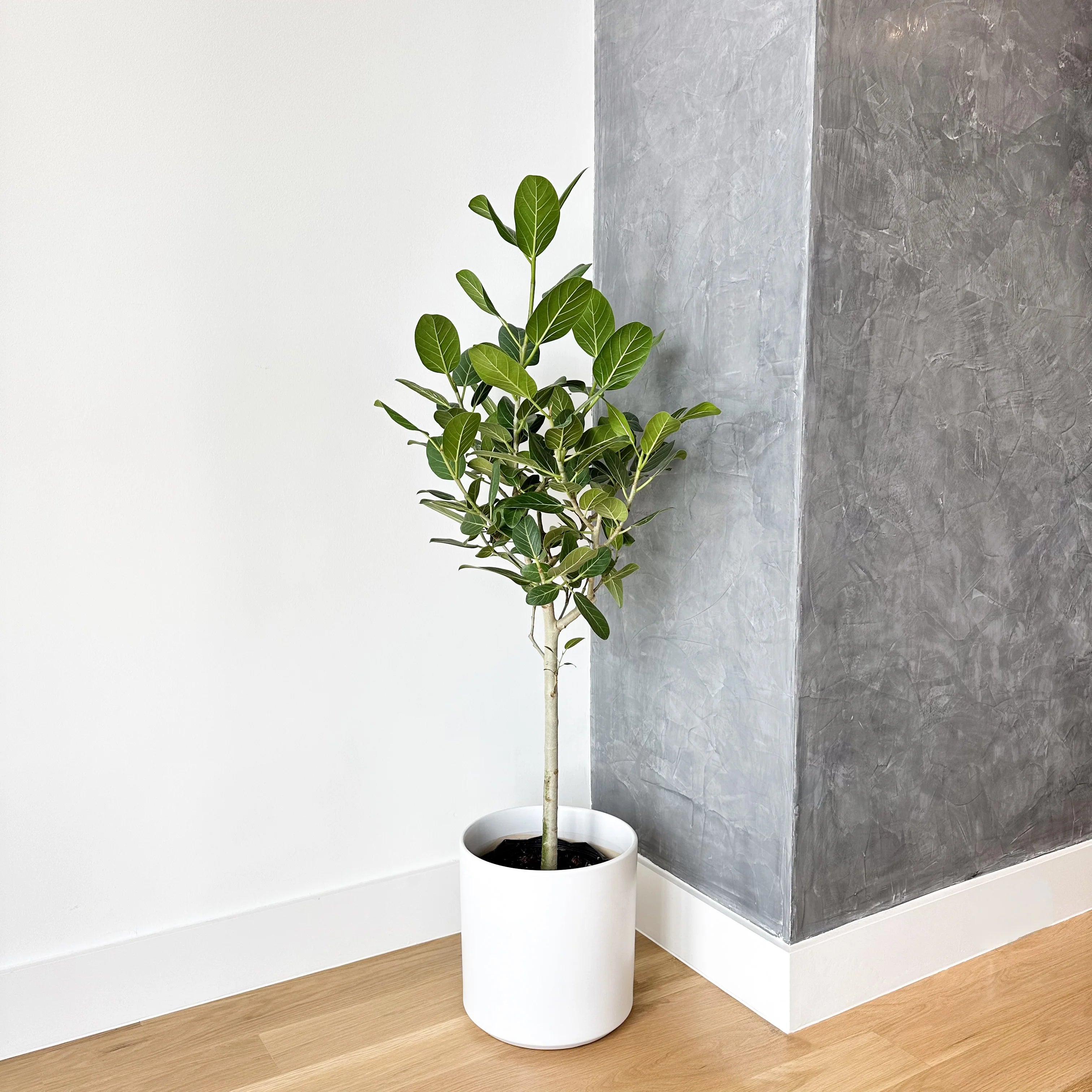 Ficus Audrey | Popular House Plants for Modern Homes – Simply Trees