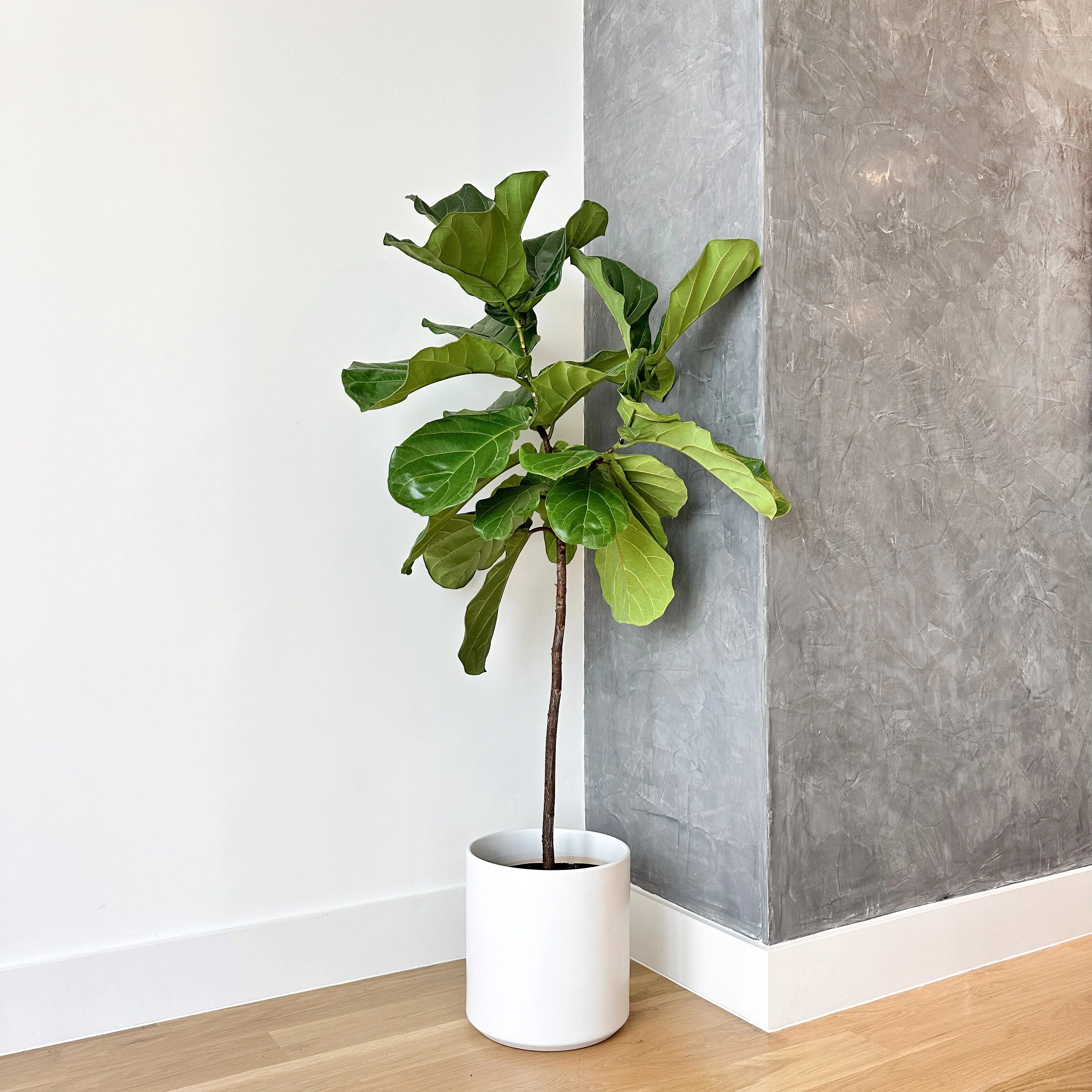 Fiddle Leaf Fig Tree for Modern Homes – Simply Trees