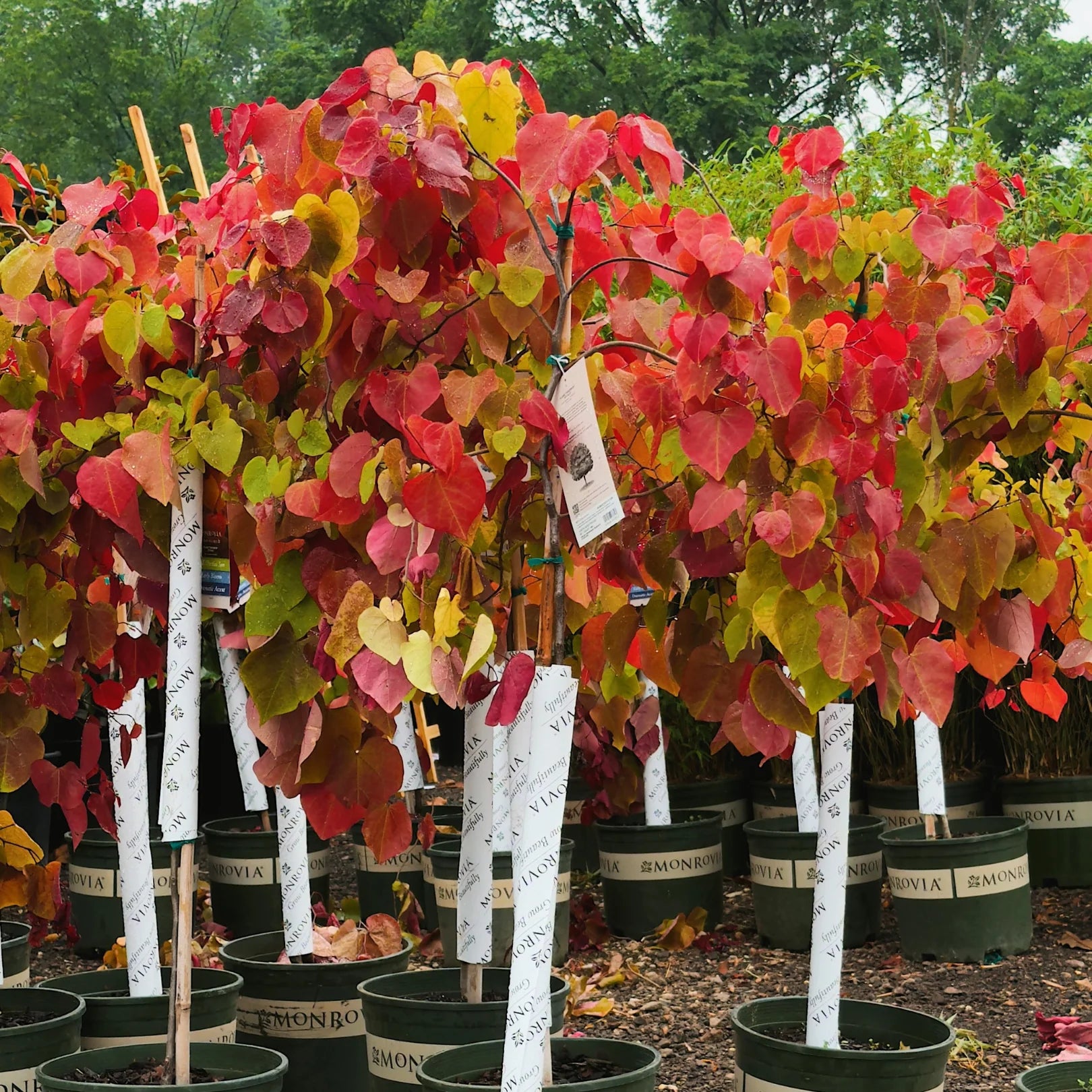 Flame Thrower Redbud Tree | Colorful Redbud Tree – Simply Trees