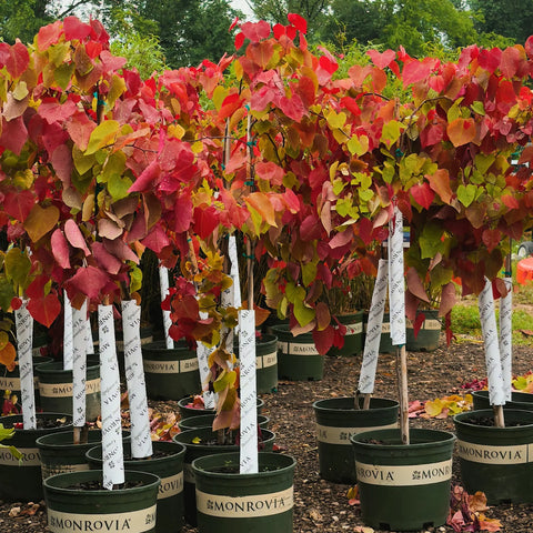 Flame Thrower Redbud Tree | Colorful Redbud Tree – Simply Trees
