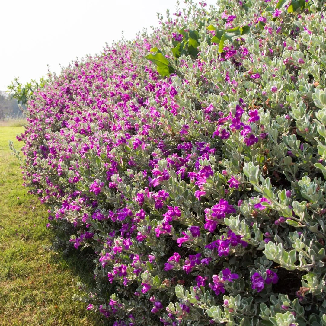 Green Cloud Texas Sage | Striking Purple Flowering Shrub – Simply Trees