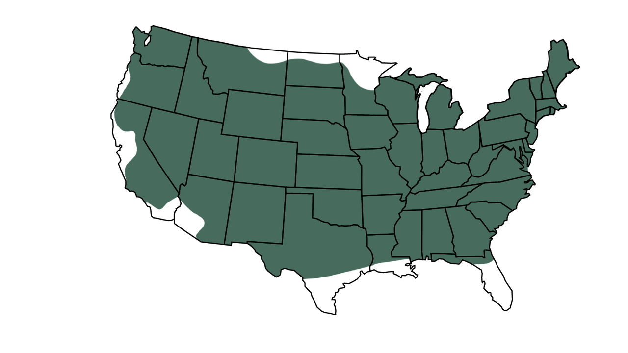 Fuji Apple Tree for Home Orchards | High-Yield & Sweet Apples – Simply ...