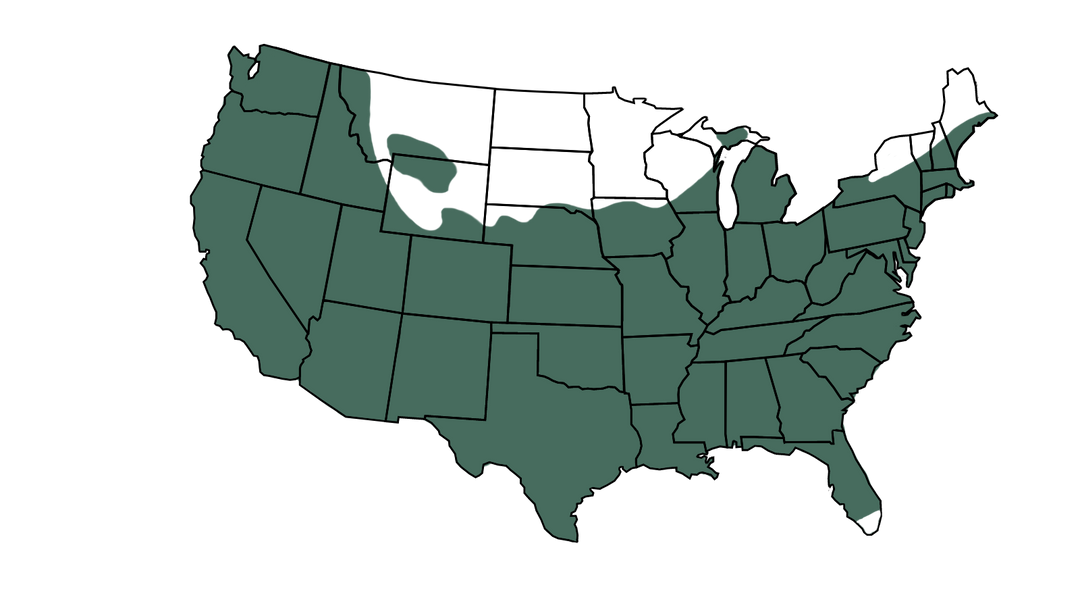 Flowering Pink Dogwood Tree for Sale – Simply Trees