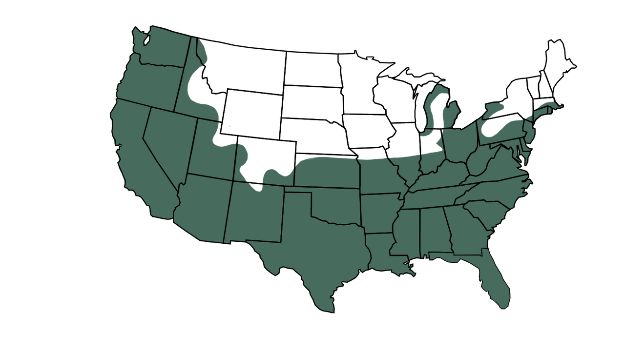Natchez Crape Myrtle | White Flowering Tree – Simply Trees