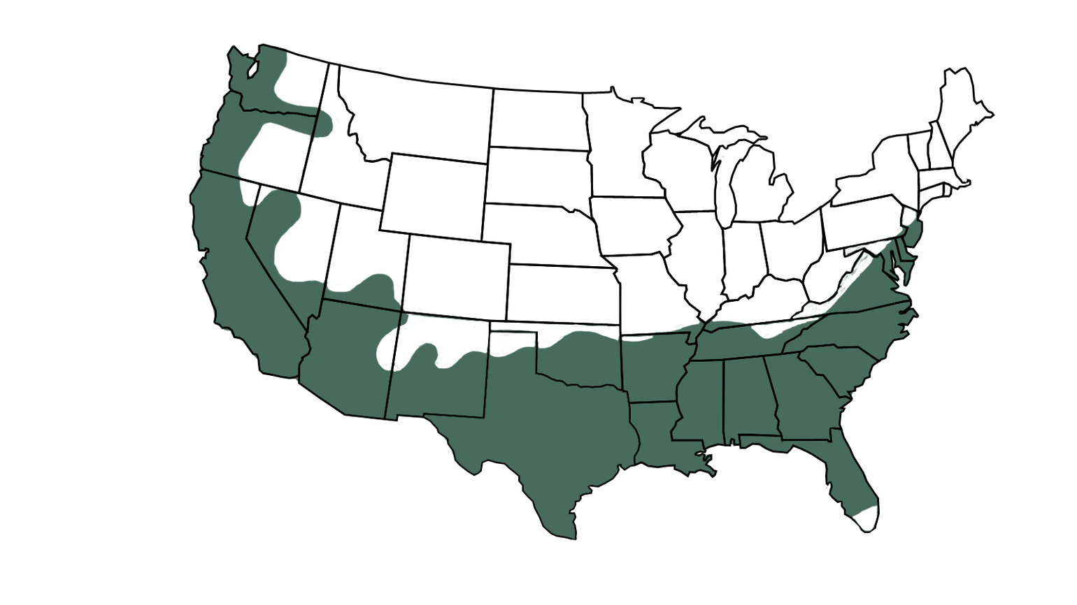 Dynamite Crape Myrtle Tree | Bold Red Blooms for Stunning Landscapes ...