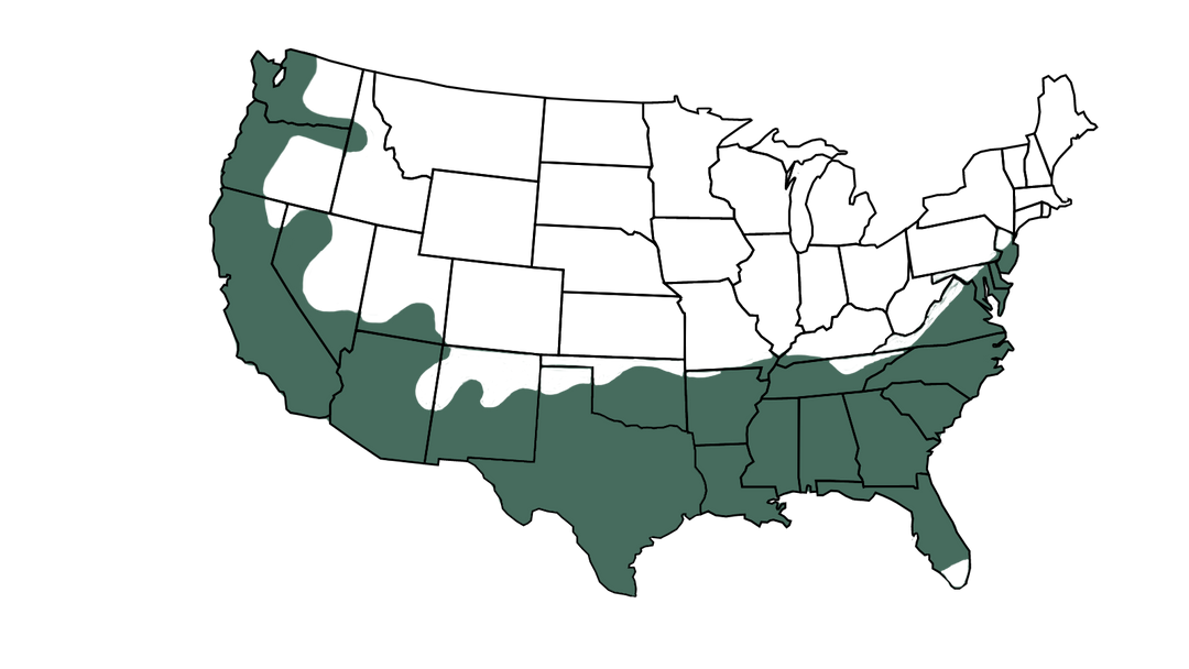 Southern Magnolia Grandiflora – Simply Trees