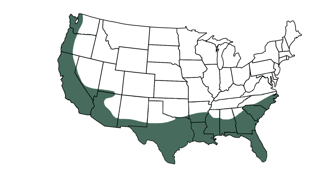 Wilson Olive Tree - Olea Europaea Wilsonii – Simply Trees