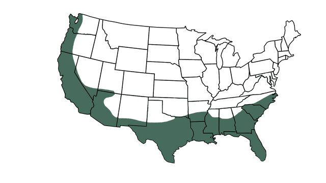 Wilson Olive Tree - Olea Europaea Wilsonii – Simply Trees