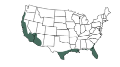 Agave Blue Flame | Foxtail Agave | Xeriscaping Plants – Simply Trees