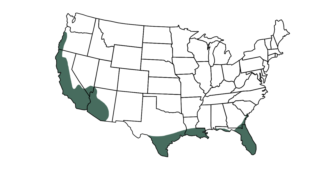 Jacaranda Tree with Purple Flowers – Simply Trees