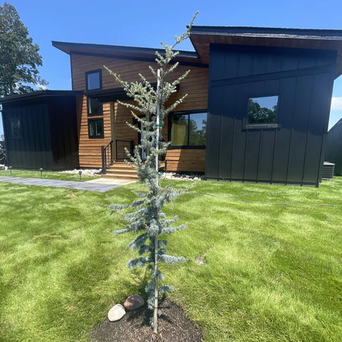Horstmann' Blue Atlas Cedar | Drought-Tolerant Evergreen Horstmann' Blue Atlas Cedar | Drought-Tolerant Evergreen