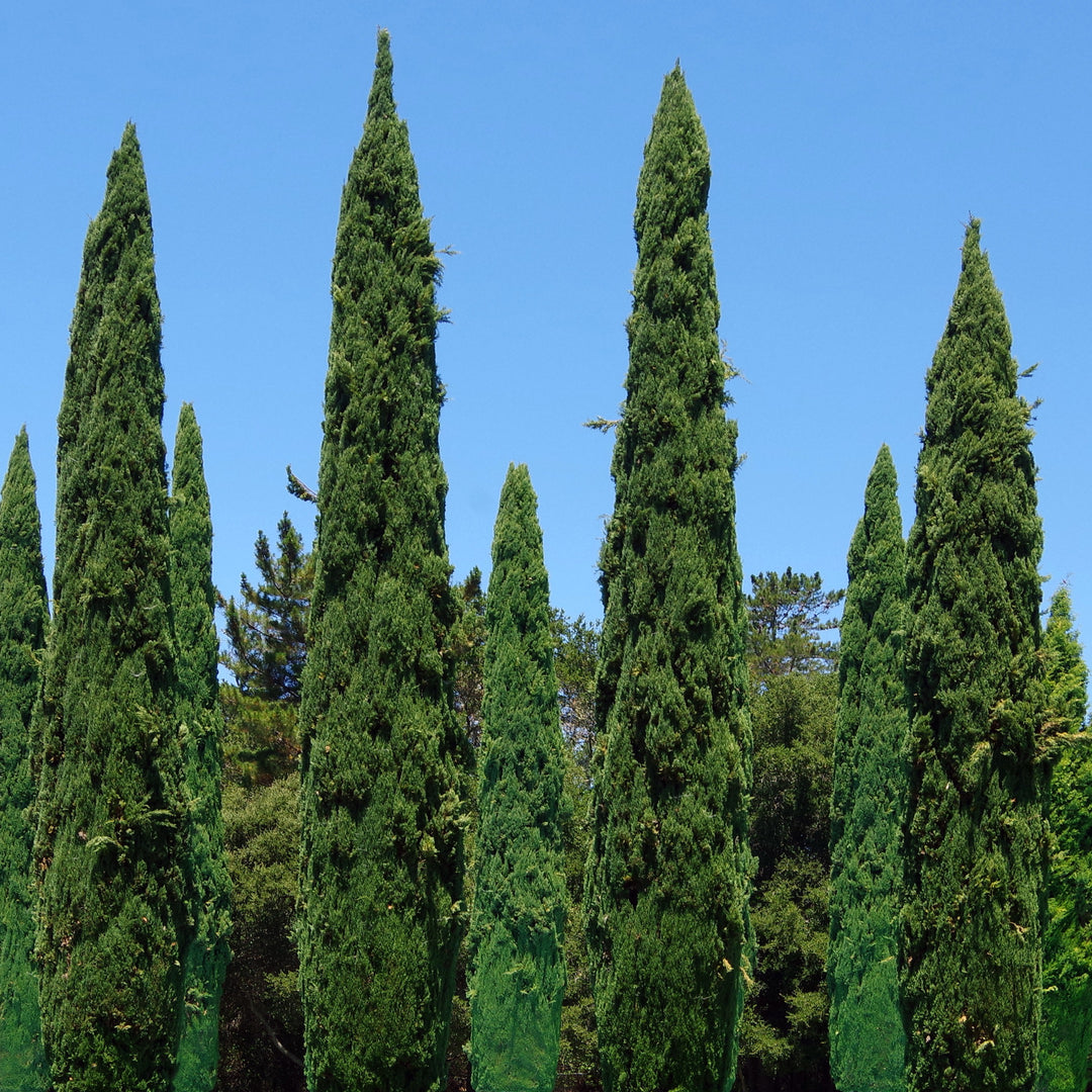 Italian Cypress Tree | Tall Narrow Evergreen for Privacy – Simply Trees