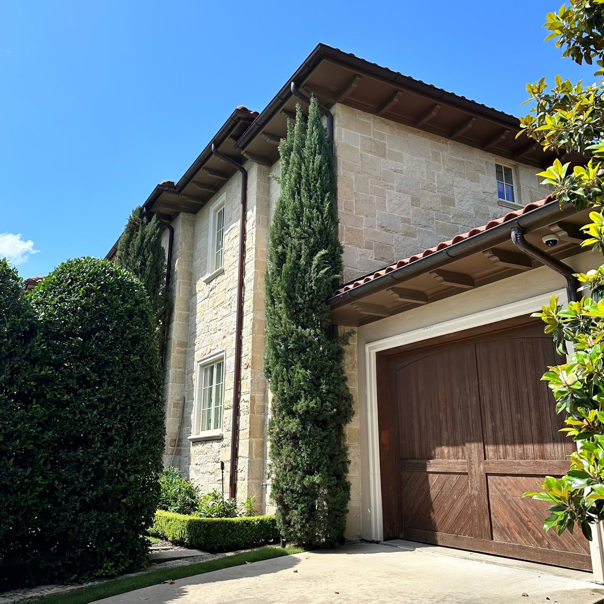 Italian Cypress Tree | Tall Narrow Evergreen for Privacy – Simply Trees