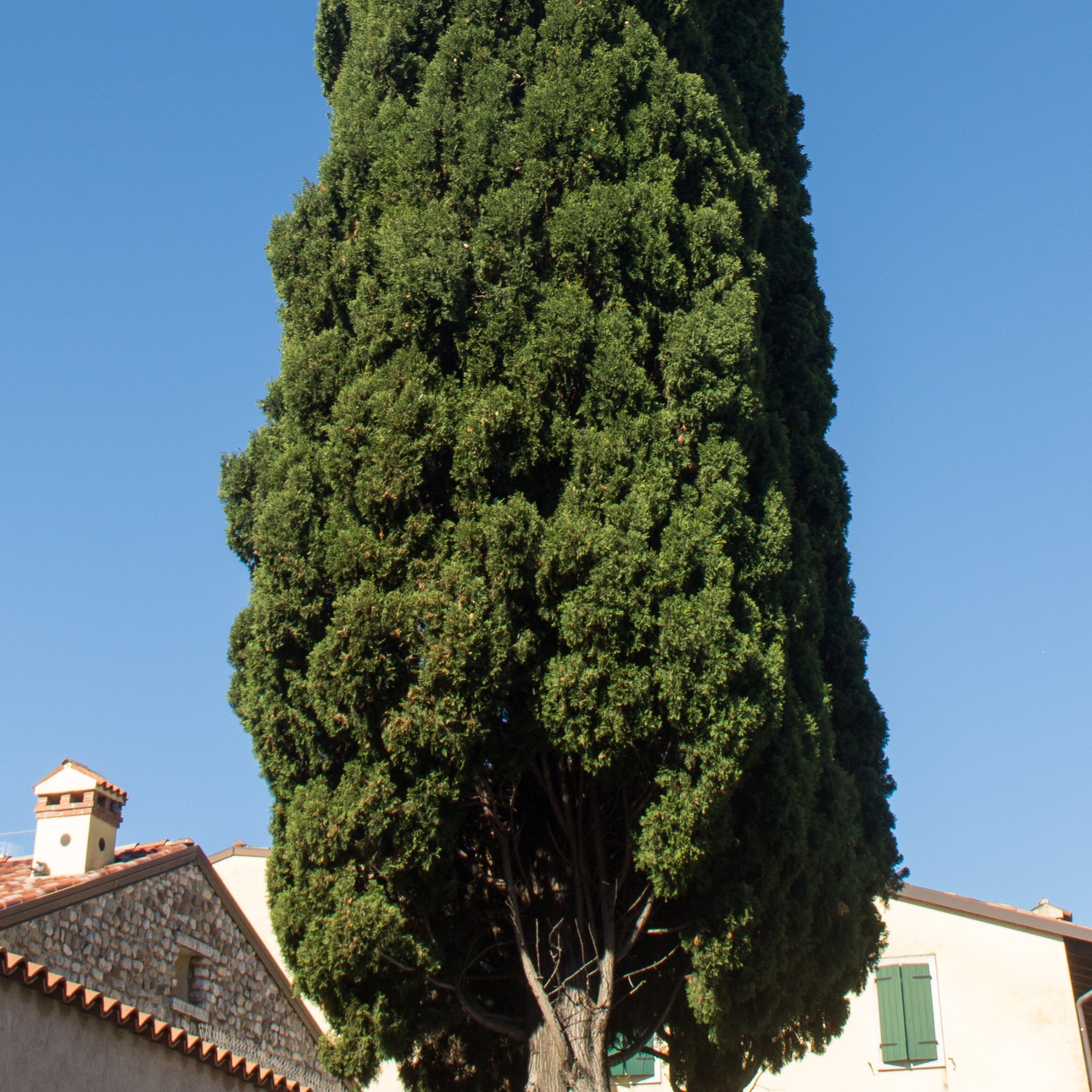 Italian Cypress Tree | Tall Narrow Evergreen for Privacy – Simply Trees