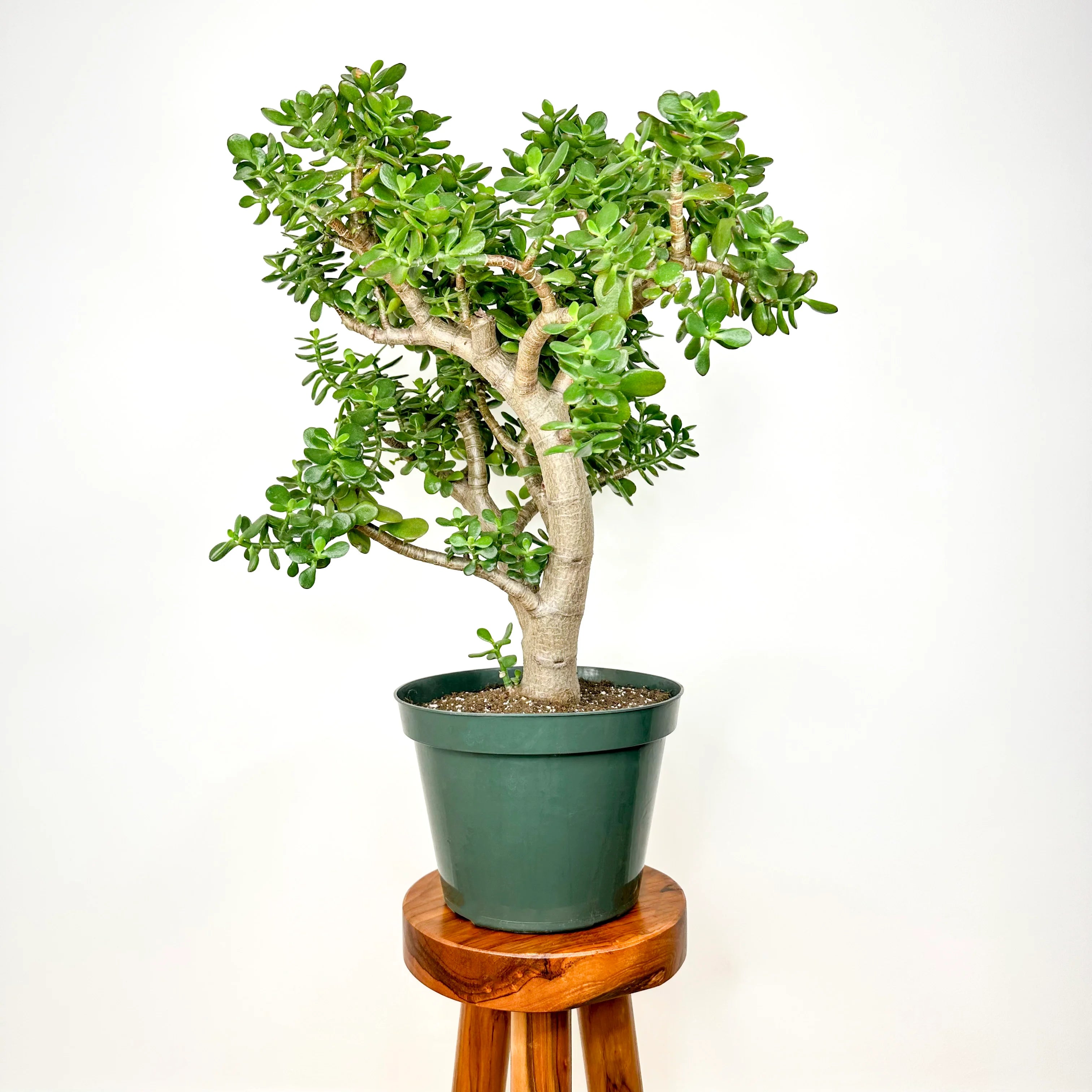 Jade Tree | Succulent Bonsai Tree | Unique House Plants – Simply Trees