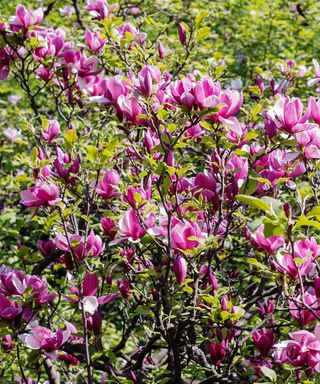 Jane Magnolia Tree | Popular Pink Flowering Magnolia Tree – Simply Trees
