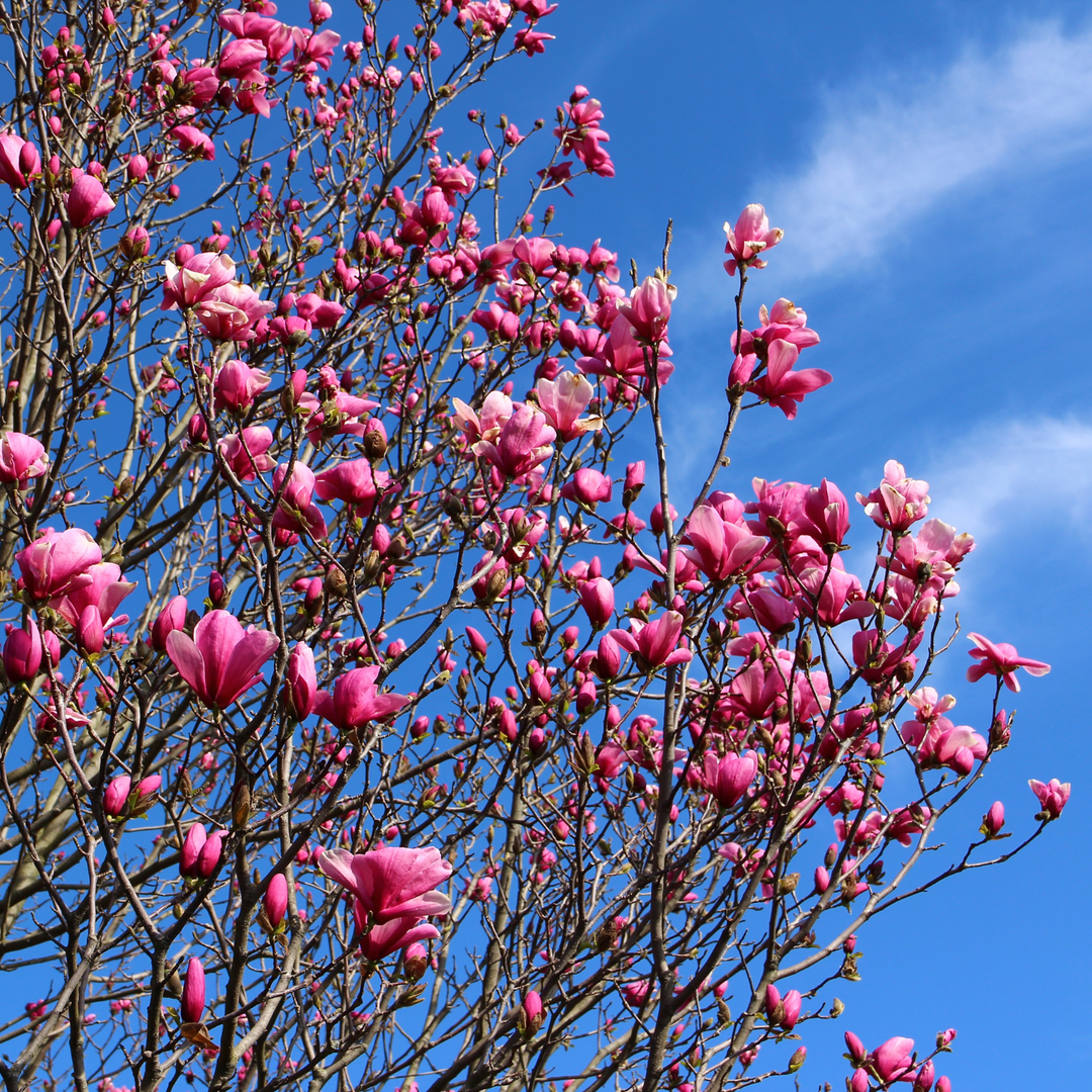 Jane Magnolia Tree for Sale | Stunning Pink Spring Blooms – Simply Trees