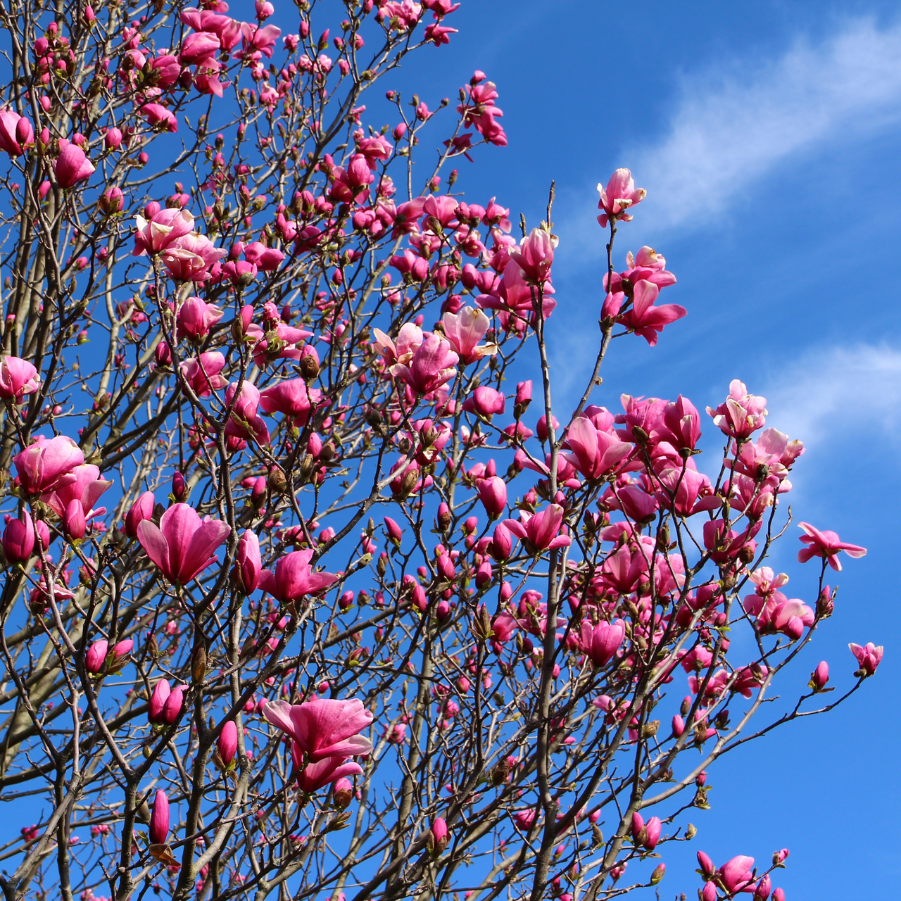 Jane Magnolia Tree for Sale | Stunning Pink Spring Blooms – Simply Trees