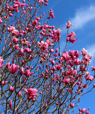 Jane Magnolia Tree for Sale | Stunning Pink Spring Blooms – Simply Trees