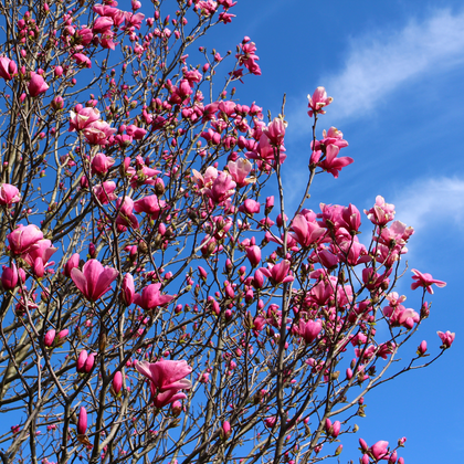 Jane Magnolia Tree for Sale | Stunning Pink Spring Blooms – Simply Trees