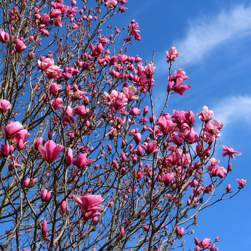 Jane Magnolia Tree | Popular Pink Flowering Magnolia Tree – Simply Trees