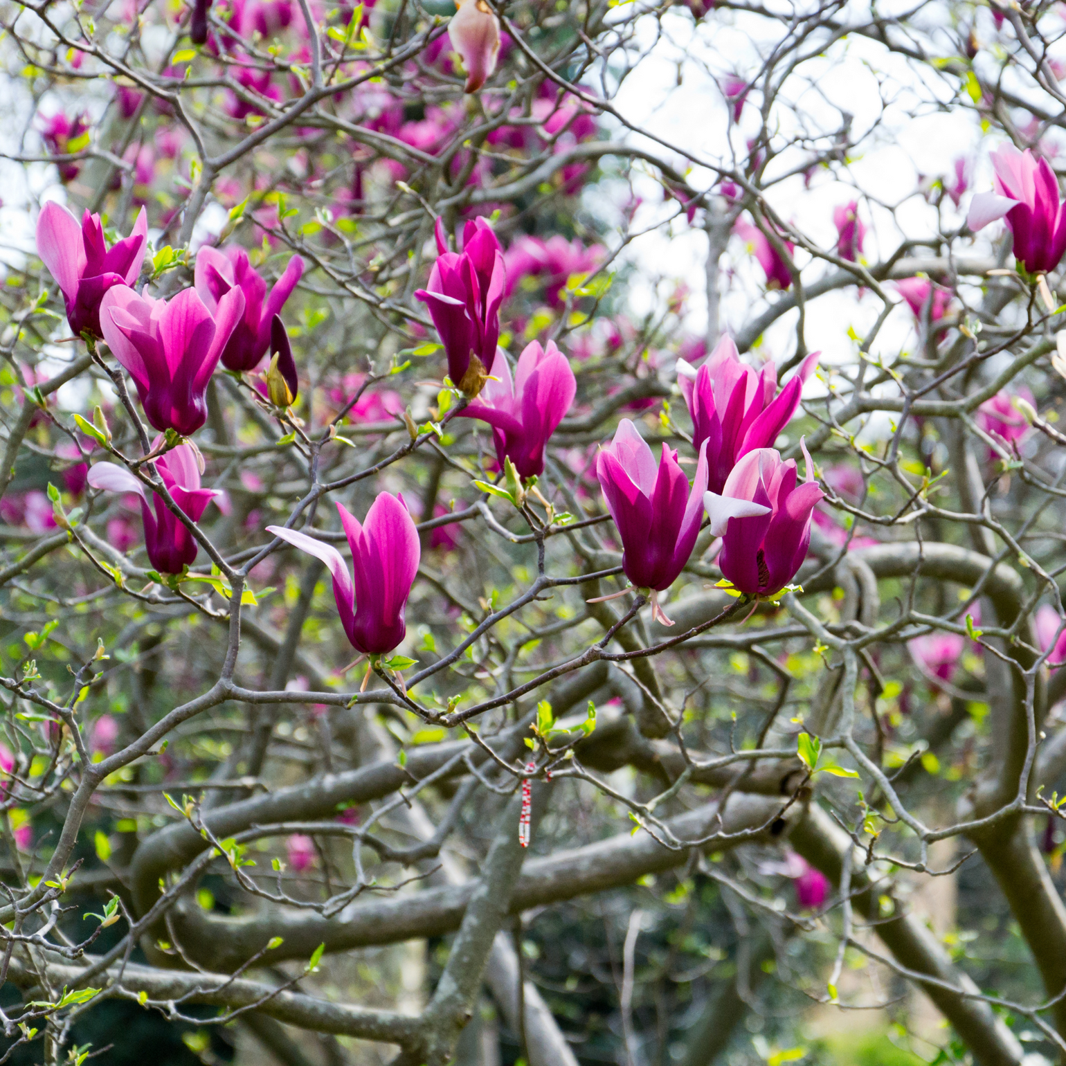 Jane Magnolia Tree for Sale | Stunning Pink Spring Blooms – Simply Trees