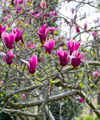 Jane Magnolia Tree | Popular Pink Flowering Magnolia Tree – Simply Trees