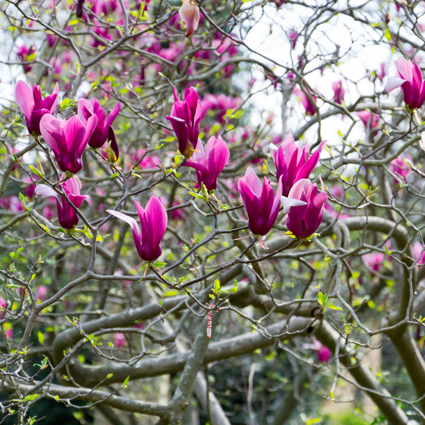 Jane Magnolia Tree | Popular Pink Flowering Magnolia Tree – Simply Trees