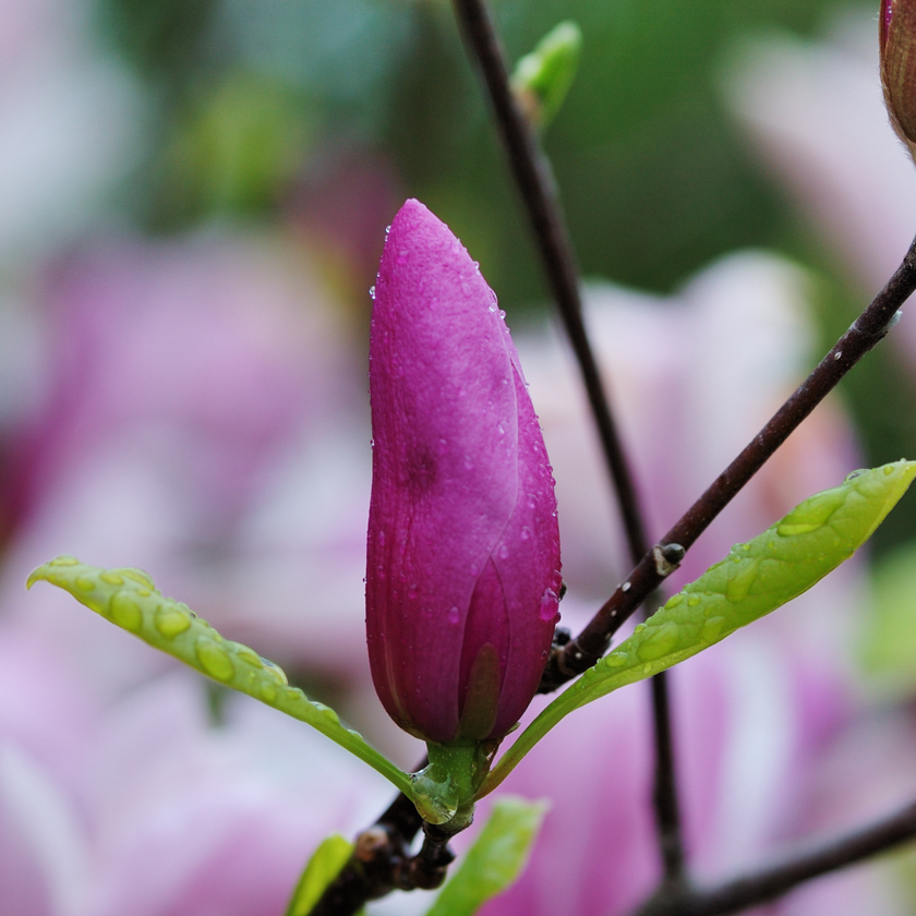Jane Magnolia Tree | Popular Pink Flowering Magnolia Tree – Simply Trees
