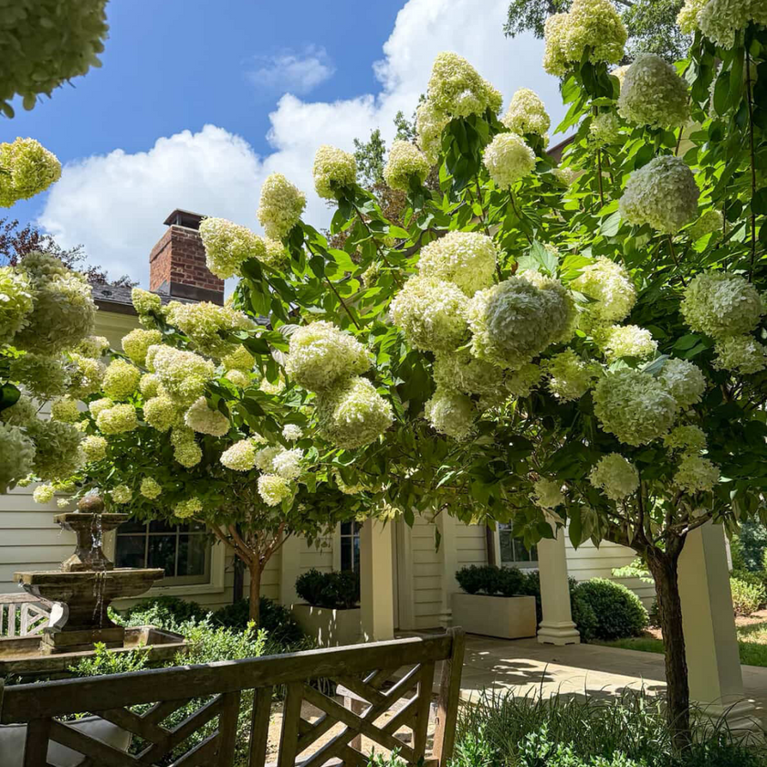Limelight Hydrangea Tree | White Blooms Summer to Fall – Simply Trees