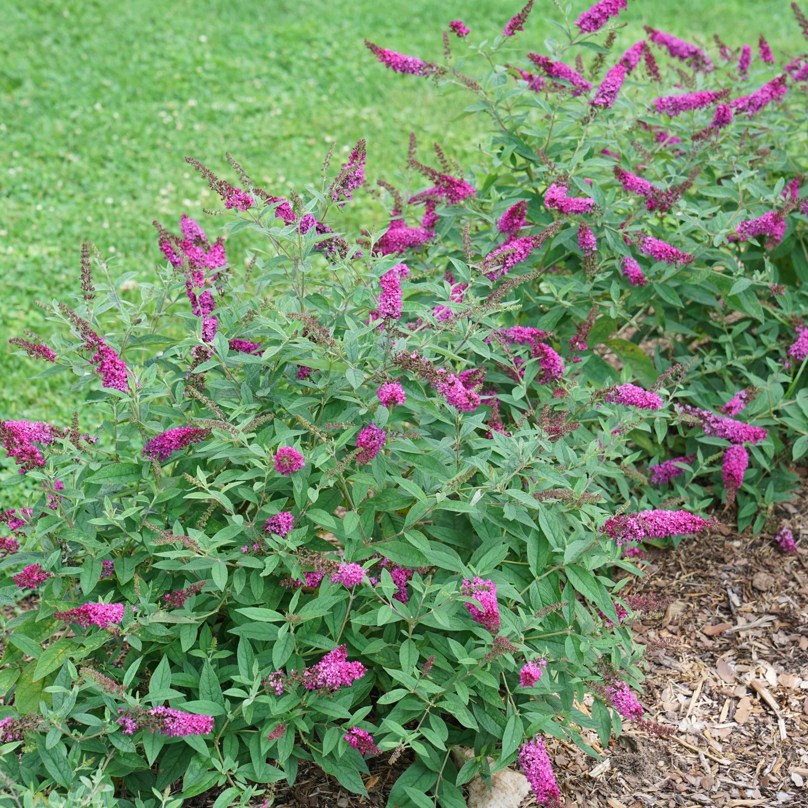 Lo & Behold Ruby Chip Butterfly Bush | Compact Red Butterfly Bush ...
