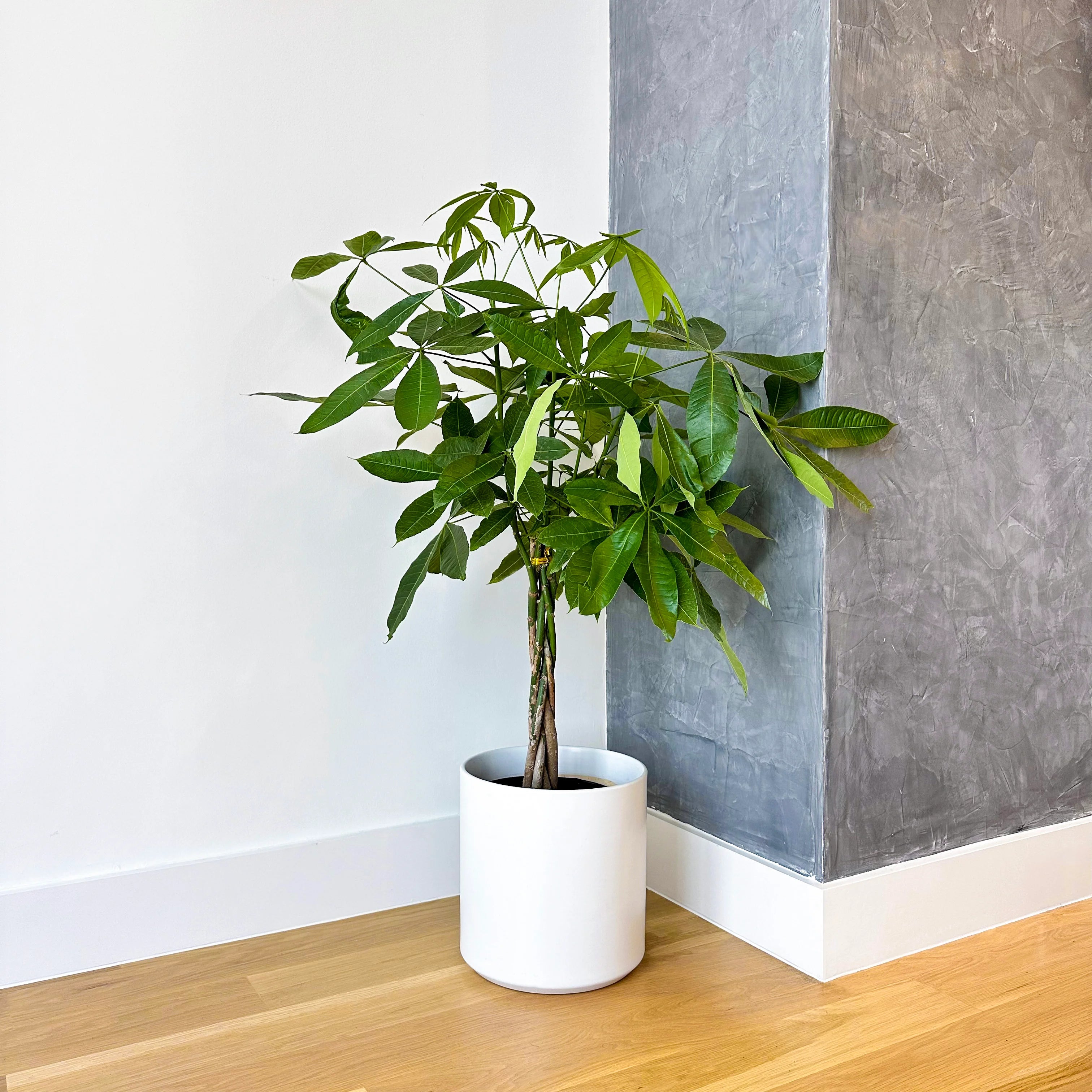 Money Tree | Popular and Low Maintenance House Plant – Simply Trees